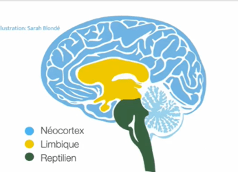 Le cerveau de nos bébés | Un meilleur post partum